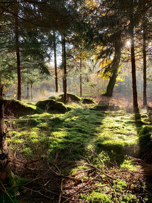Der Wald als Kraftort :: solowerk